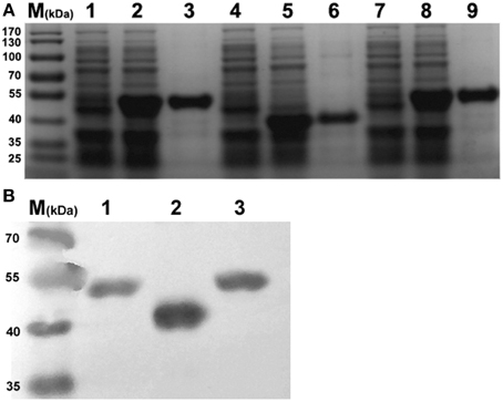 Frontiers | Serological response and diagnostic value of recombinant ...