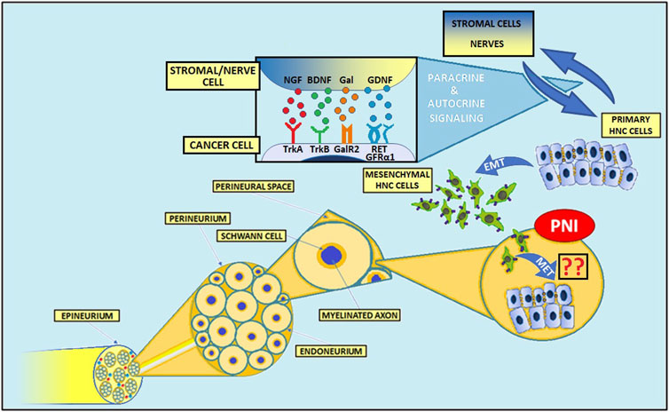 Frontiers | Understanding the role of nerves in head and neck cancers ...