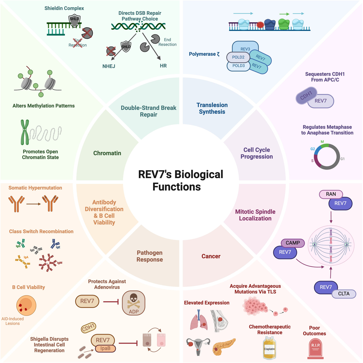 Frontiers | REV7: a small but mighty regulator of genome maintenance ...
