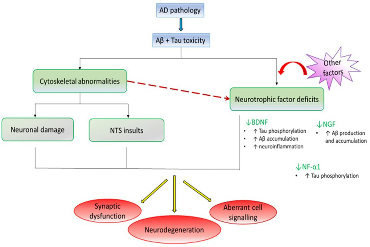 Frontiers | Neurotrophic factor alpha 1 gene therapy in Alzheimer’s ...