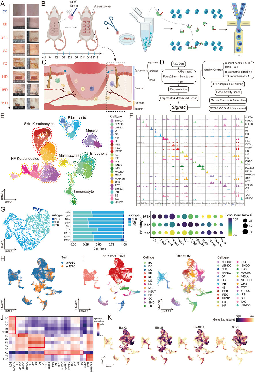 Frontiers | A scATAC-seq atlas of stasis zone in rat skin burn injury ...