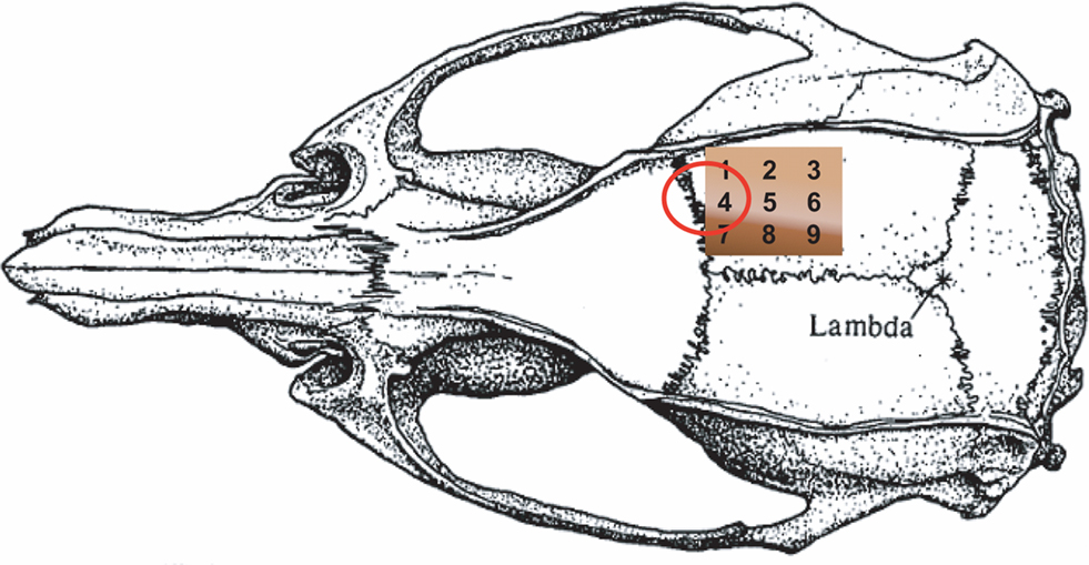 Frontiers | The Biological Effect of Contralateral Forepaw Stimulation ...