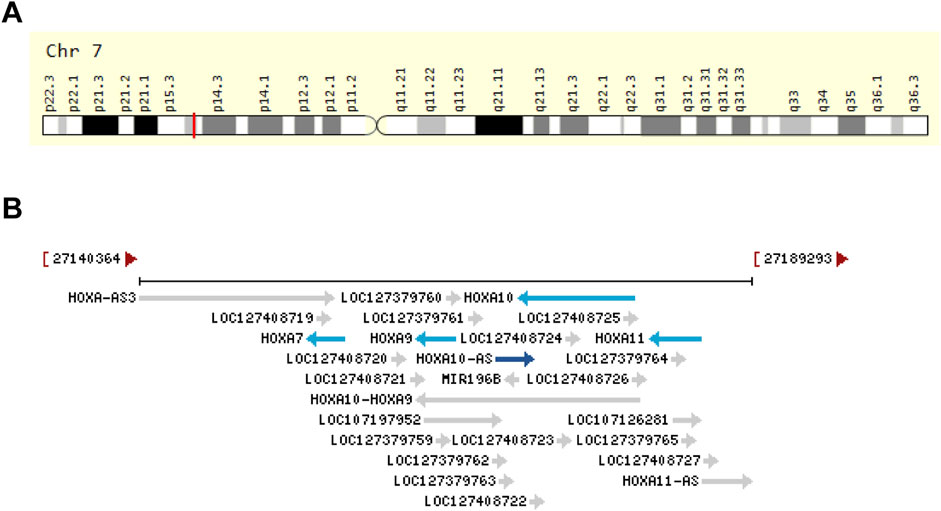 Frontiers | LncRNA HOXA10-AS as a novel biomarker and therapeutic ...