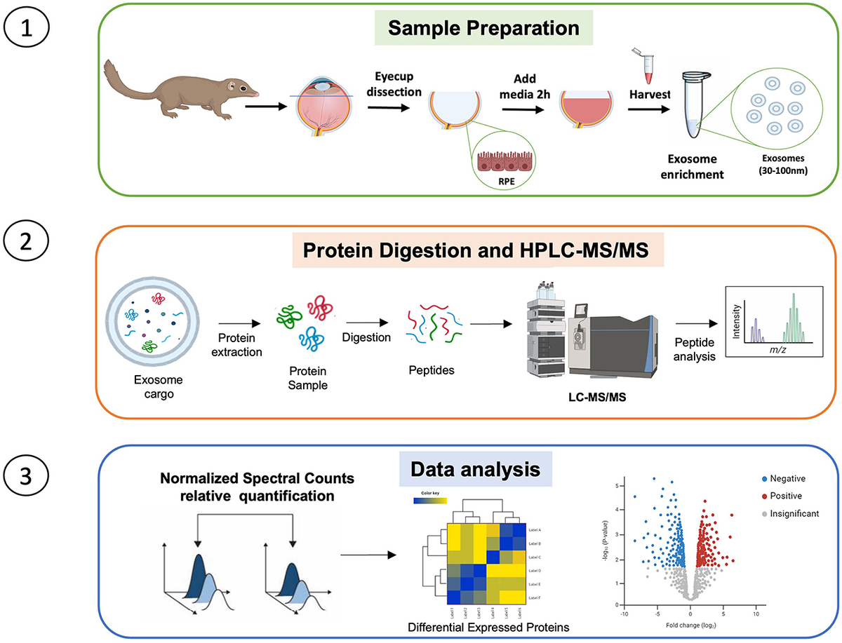 Frontiers | Proteomic signatures of retinal pigment epithelium-derived ...