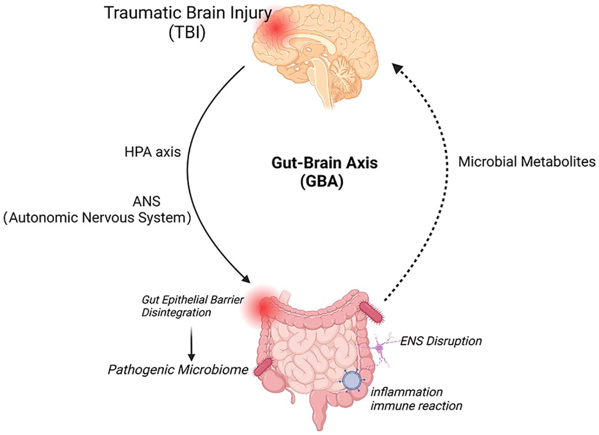 Frontiers | Research progress on digestive disorders following ...