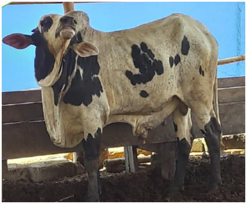 Frontiers | Case Report: Molecular characterization of rabies virus ...