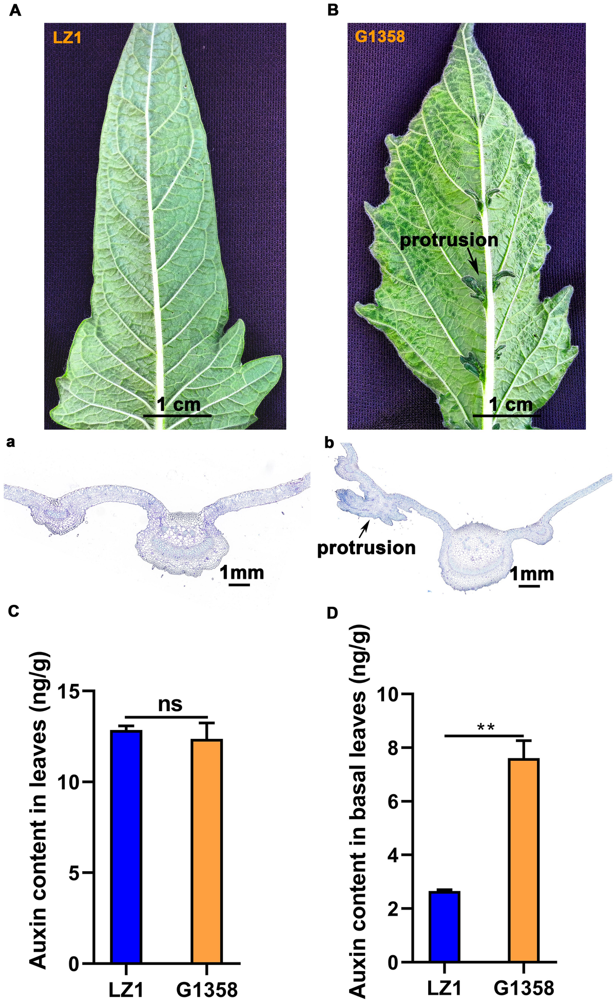 Frontiers | Genome-wide investigation of ABCB, PIN, and AUX/LAX gene ...