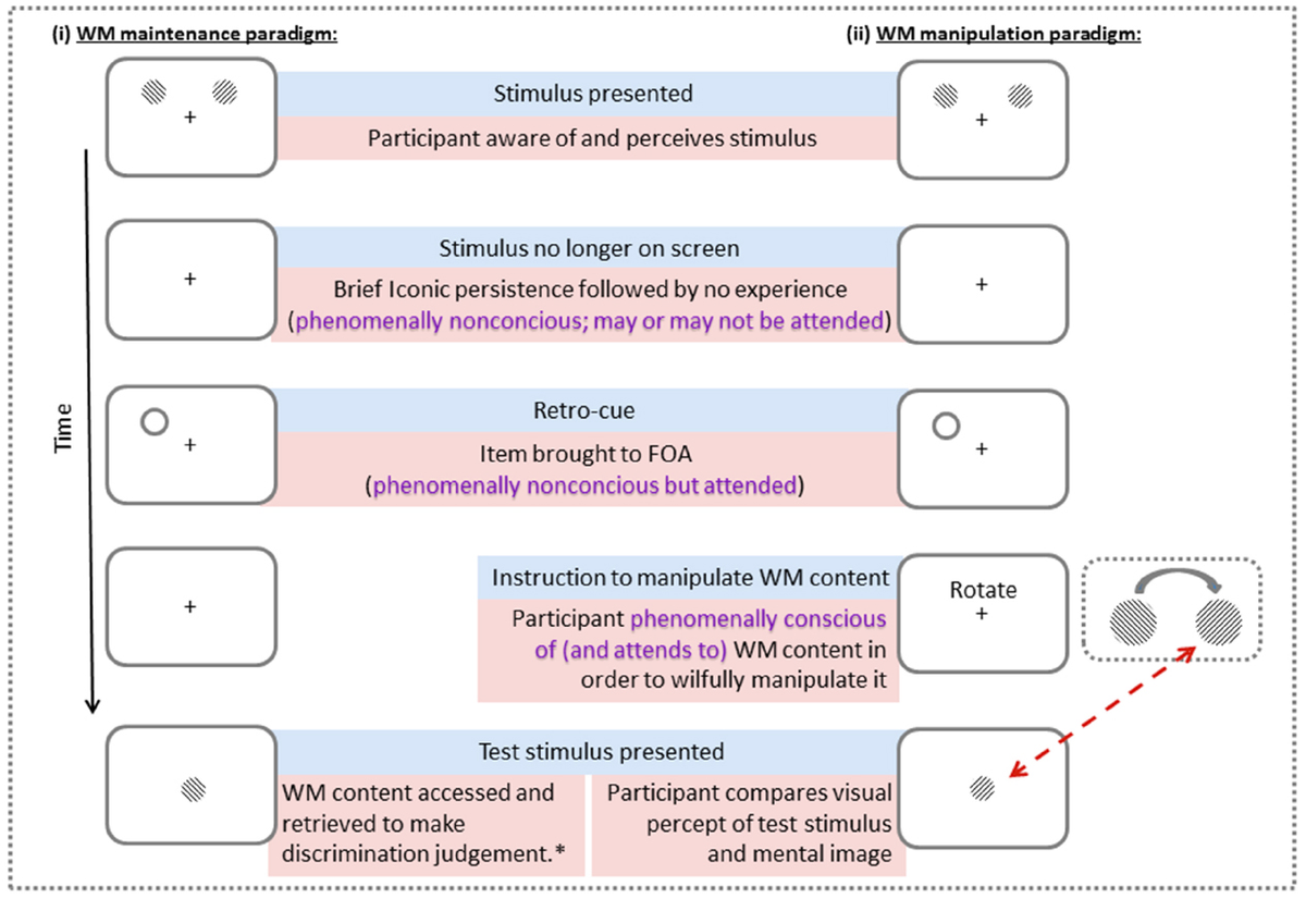 Frontiers | Attention, working memory, and phenomenal experience of WM content: memory levels ...