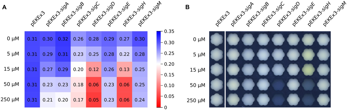 Frontiers | Exploring the role of sigma factor gene expression on ...