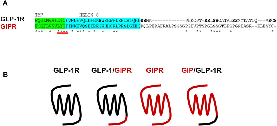 Frontiers | The C-terminal regions of the GLP-1 and GIP receptors are ...