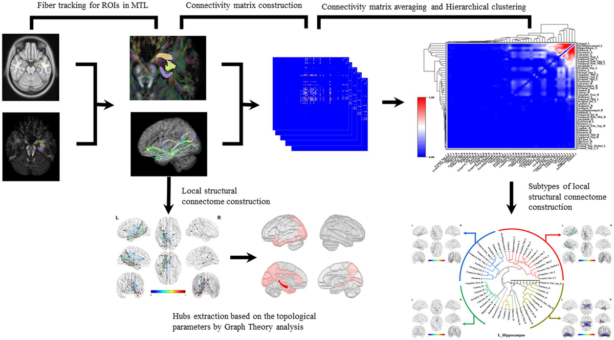 Frontiers | Brain local structural connectomes and the subtypes of the medial temporal lobe ...