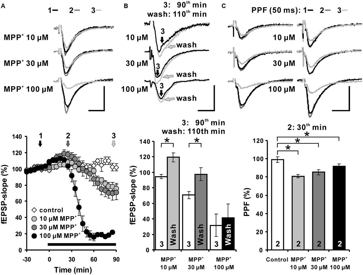 Frontiers | The neurotoxin 1-methyl-4-phenylpyridinium (MPP+) alters ...
