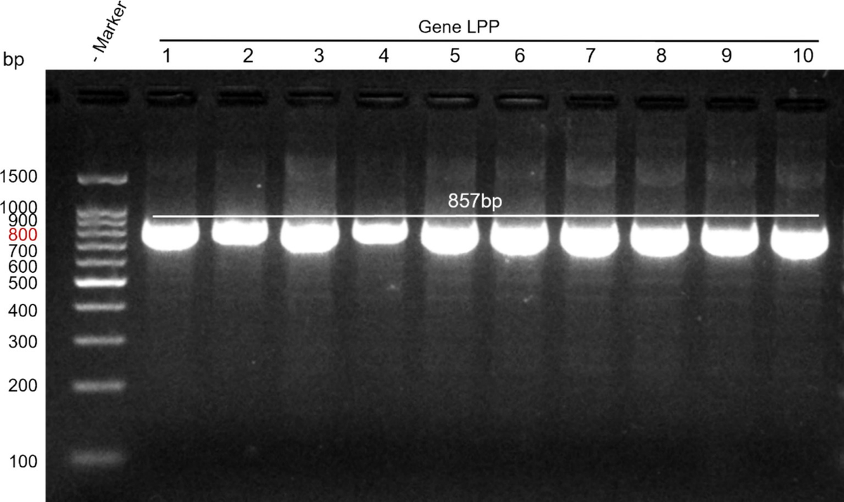 Frontiers | Development and evaluation of optimized PCR and indirect ELISA for the detection of ...