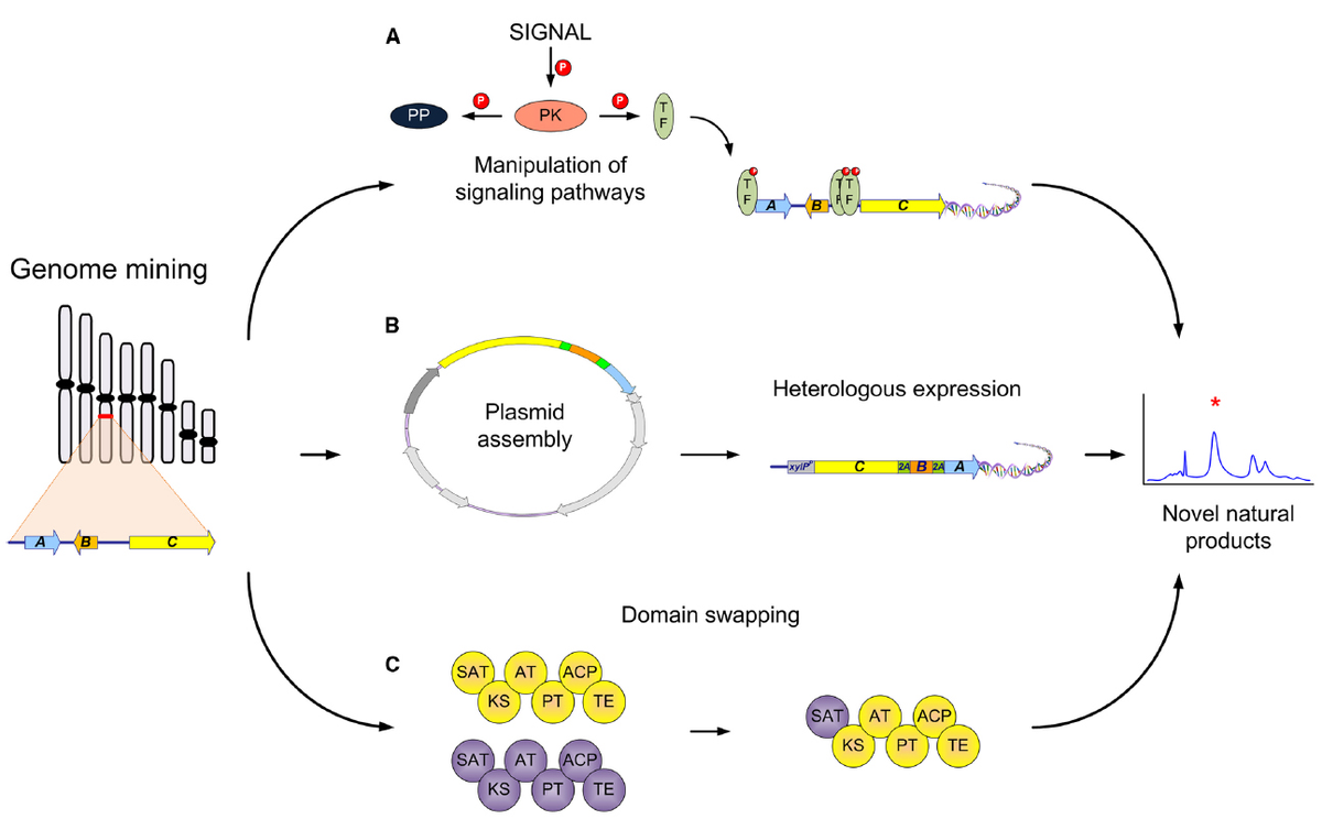 Frontiers | Synthetic biology of fungal natural products