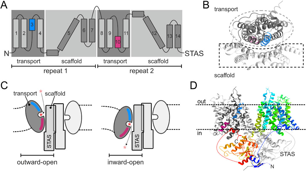Frontiers | The enigmatic SLC26A6 multifunctional anion transporter ...