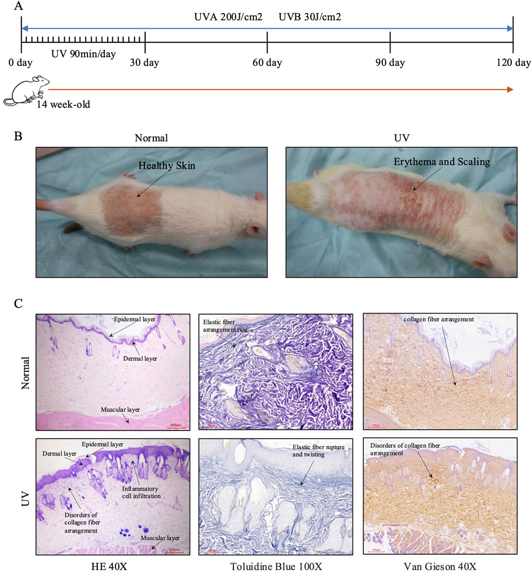 Frontiers | The role of exosomal lncRNAs in mediating apoptosis and ...