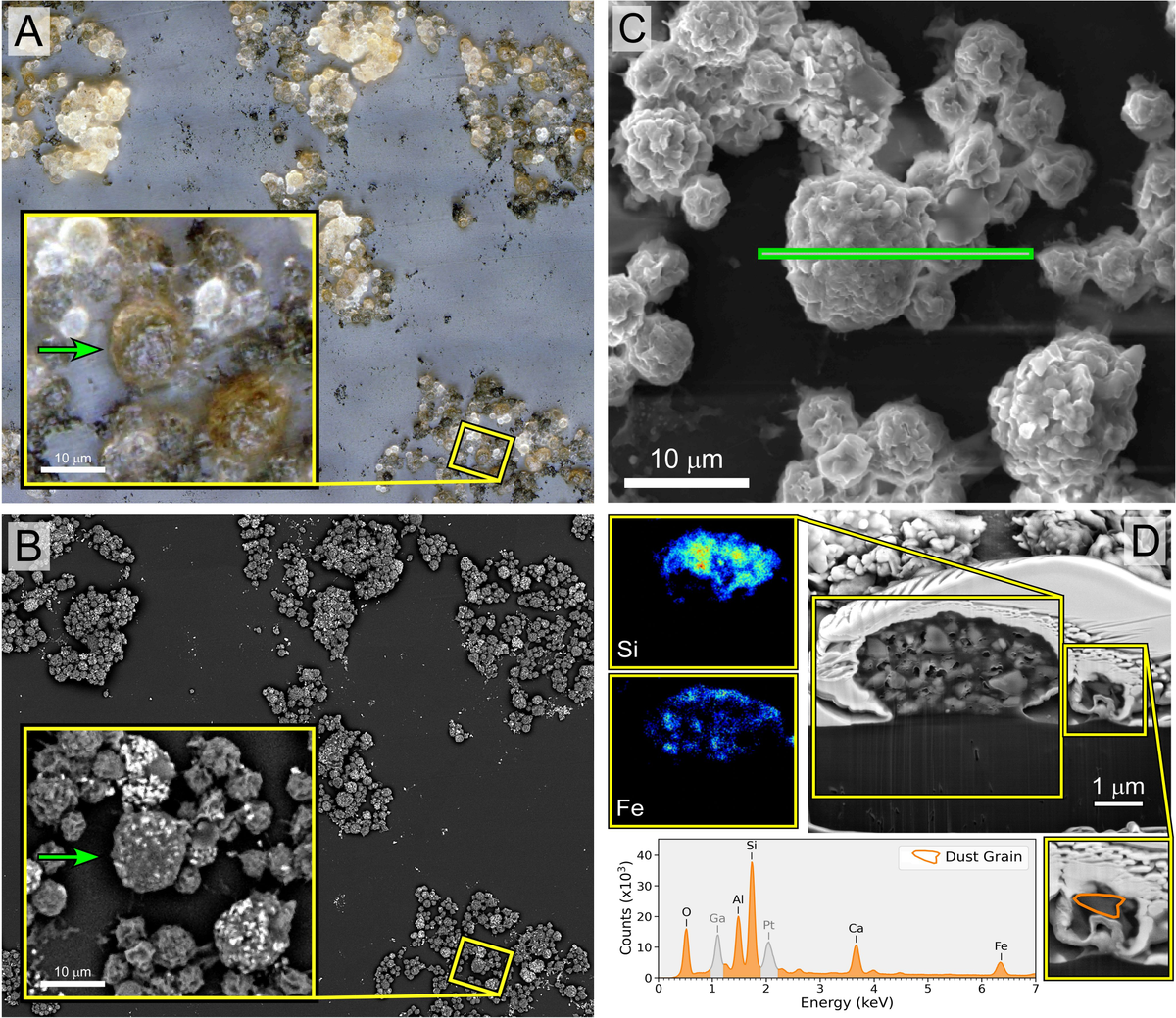 Frontiers | Pulmonary and systemic immune alterations in rats exposed ...