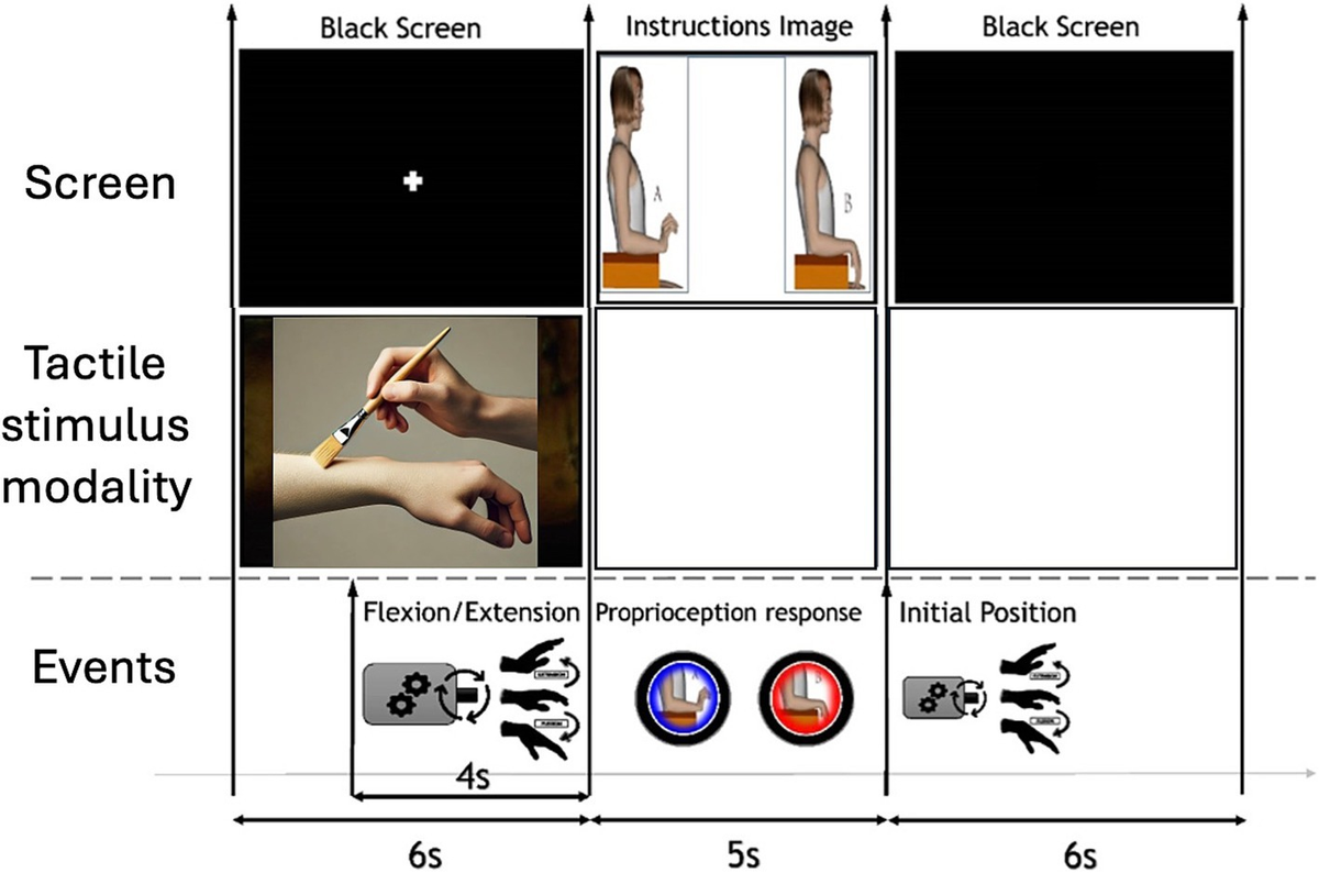 Frontiers | Affective touch enhances low gamma activity during hand proprioceptive perception in ...