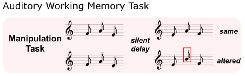 Frontiers | Auditory working memory mechanisms mediating the relationship between musicianship ...