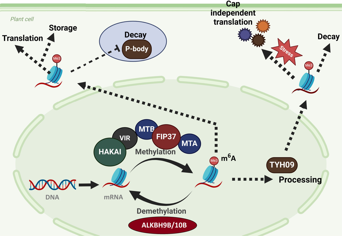 Frontiers | Epitranscriptomic modifications for enhancing abiotic ...