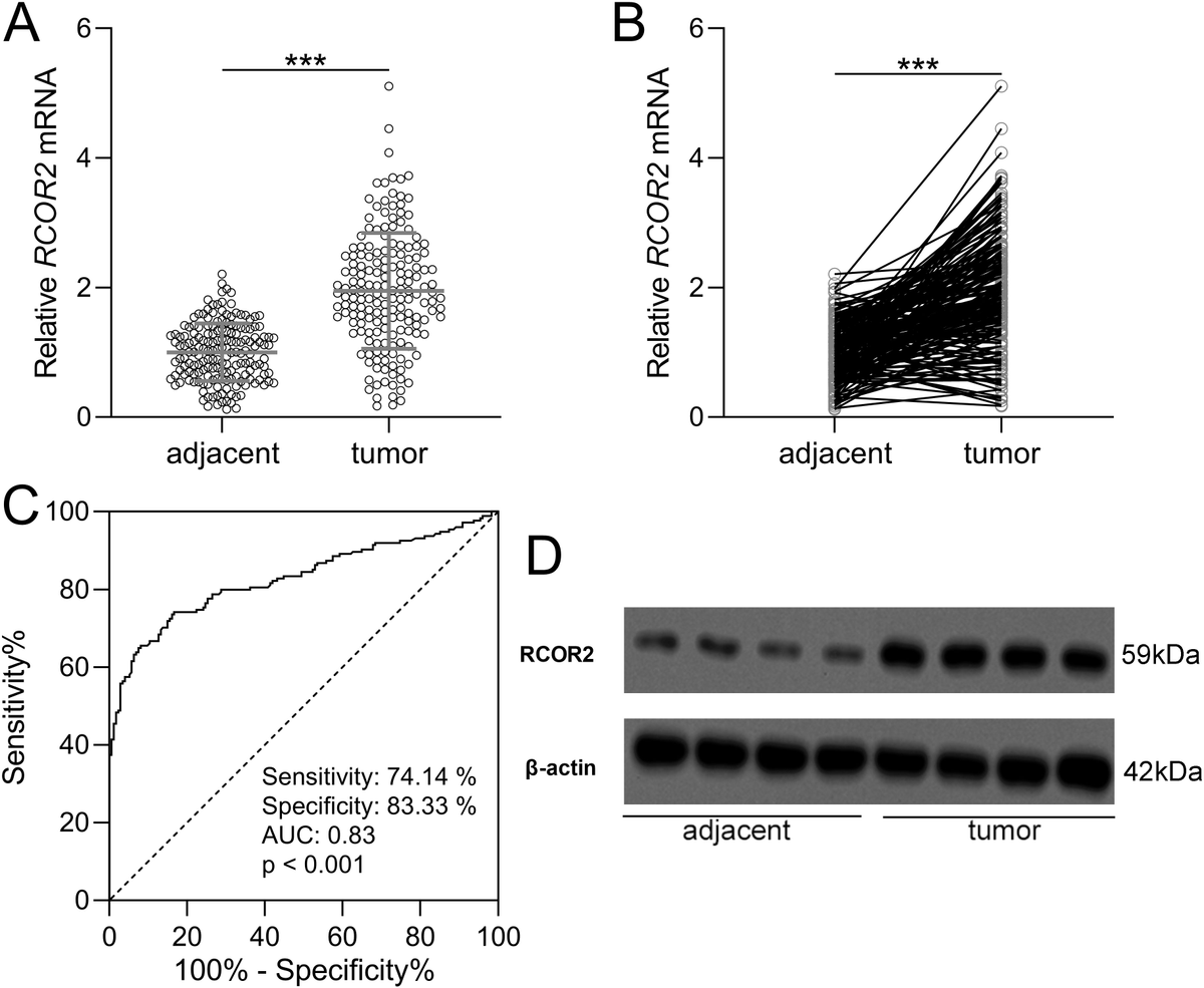 Frontiers | REST corepressor 2 contributes to the cell proliferation of ...