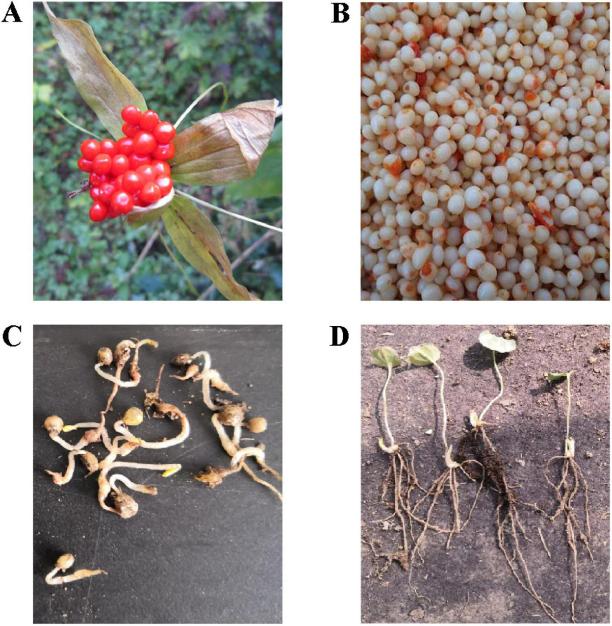 Frontiers | Dynamics of endophytic fungi composition in paris ...