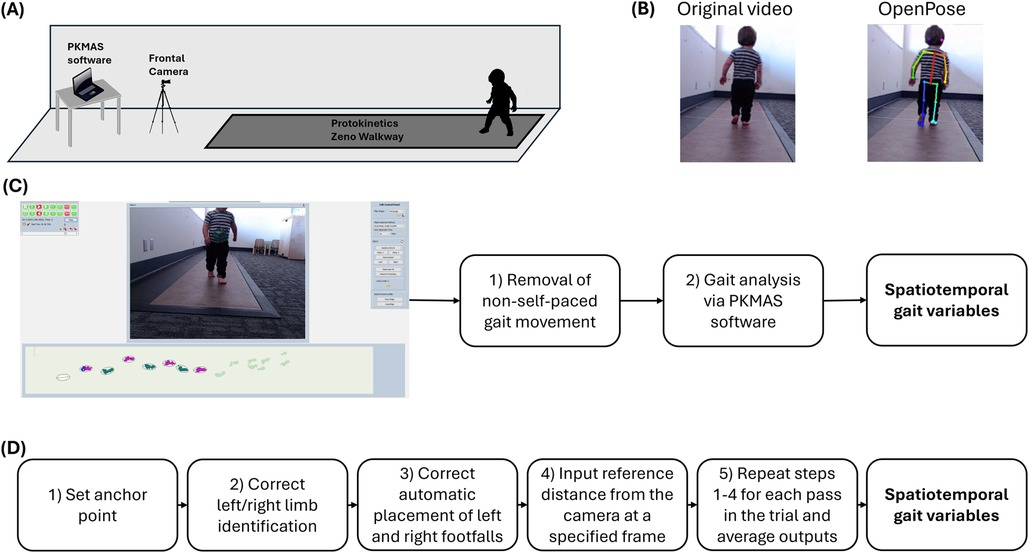 Frontiers | Validation of markerless video-based gait analysis using pose estimation in toddlers ...