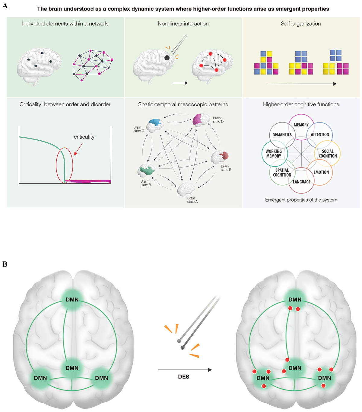 Frontiers | Where are higher-order cognitive functions? The paradox of non-locality in awake ...