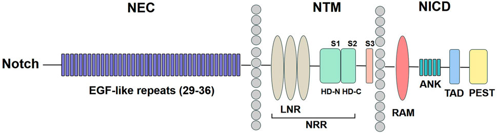 Frontiers | Notch signaling in cancers: mechanism and potential therapy
