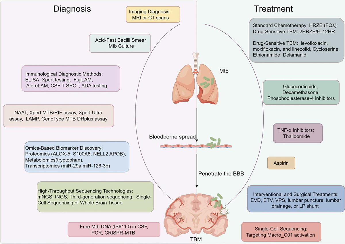 Frontiers | Tuberculous meningitis diagnosis and treatment: classic approaches and high ...