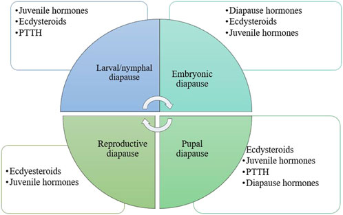 Frontiers | Endocrine and enzymatic shifts during insect diapause: a ...