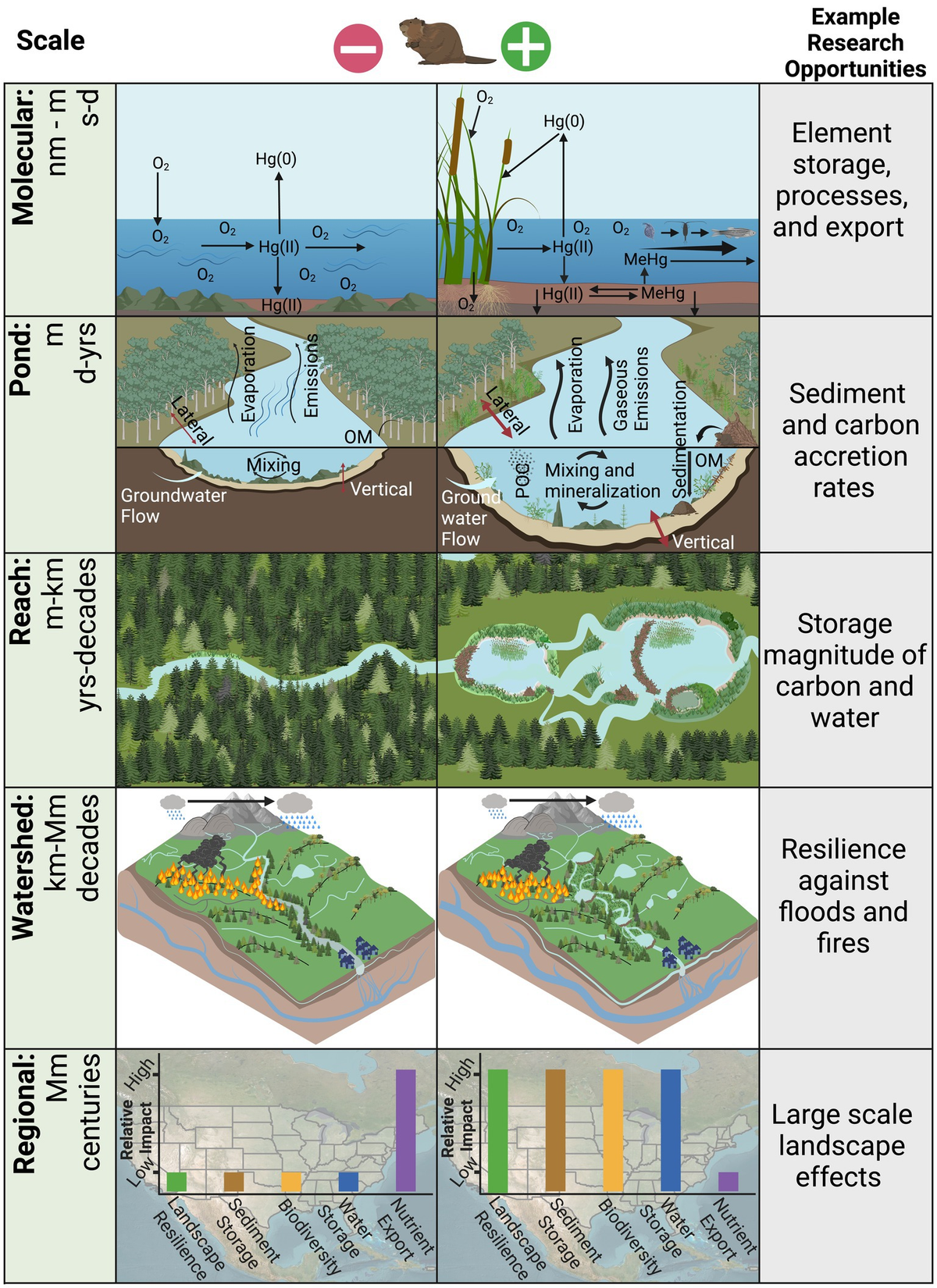 Frontiers | Animating the critical zone: beavers as critical zone engineers