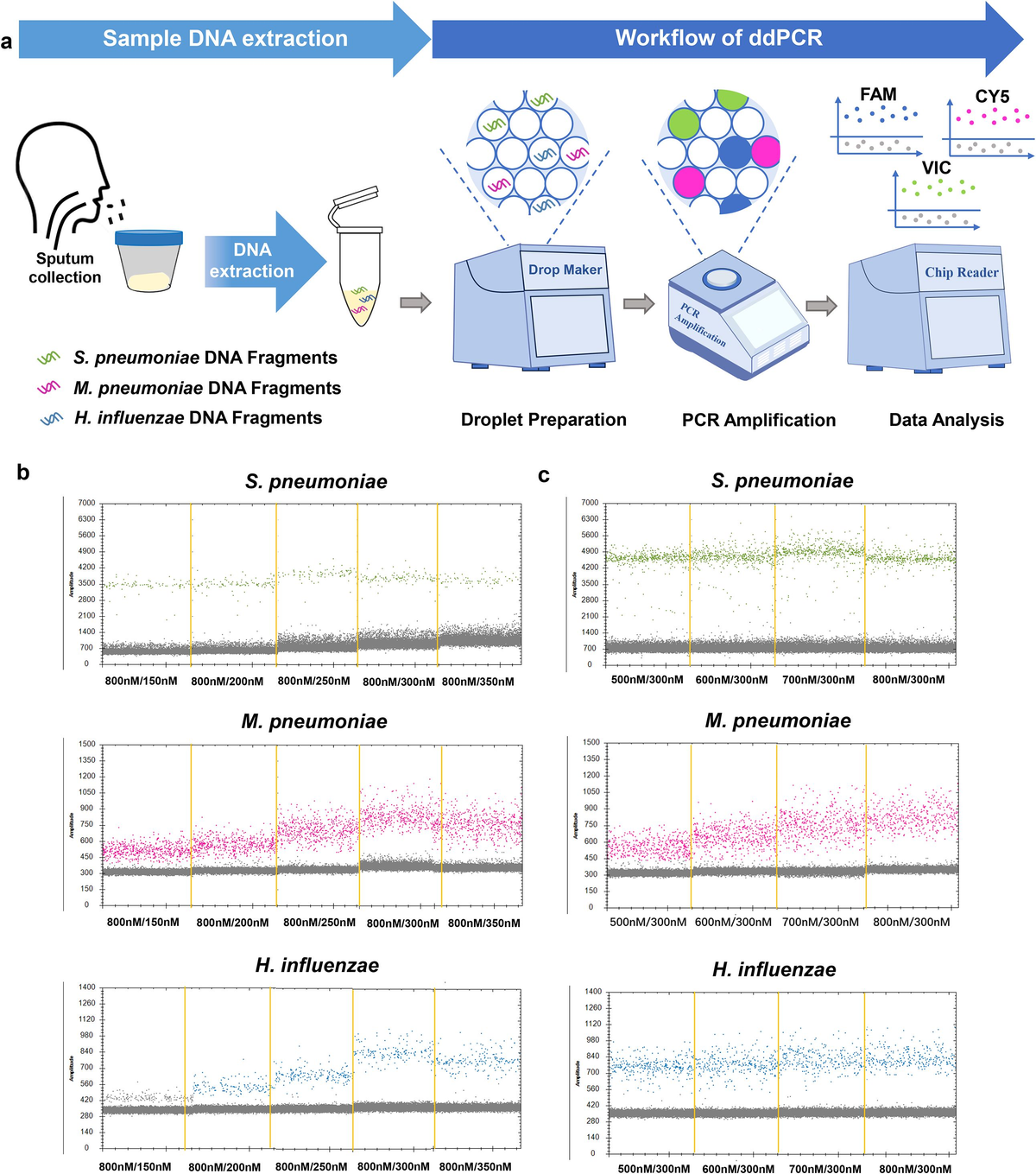 Frontiers | Multiplex droplet digital PCR for the detection and quantitation of Streptococcus ...