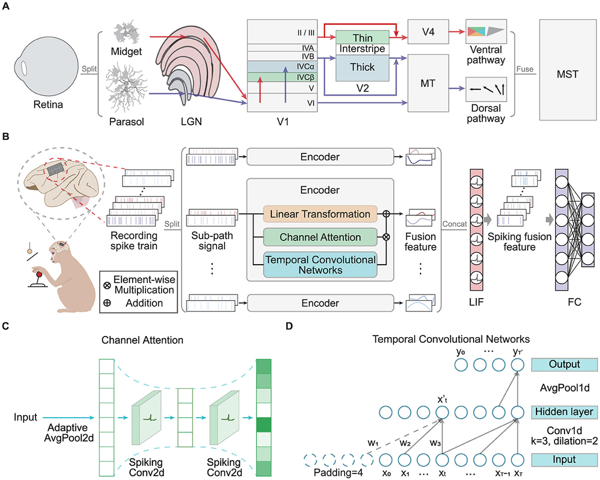 Frontiers | Multiscale fusion enhanced spiking neural network for invasive BCI neural signal ...