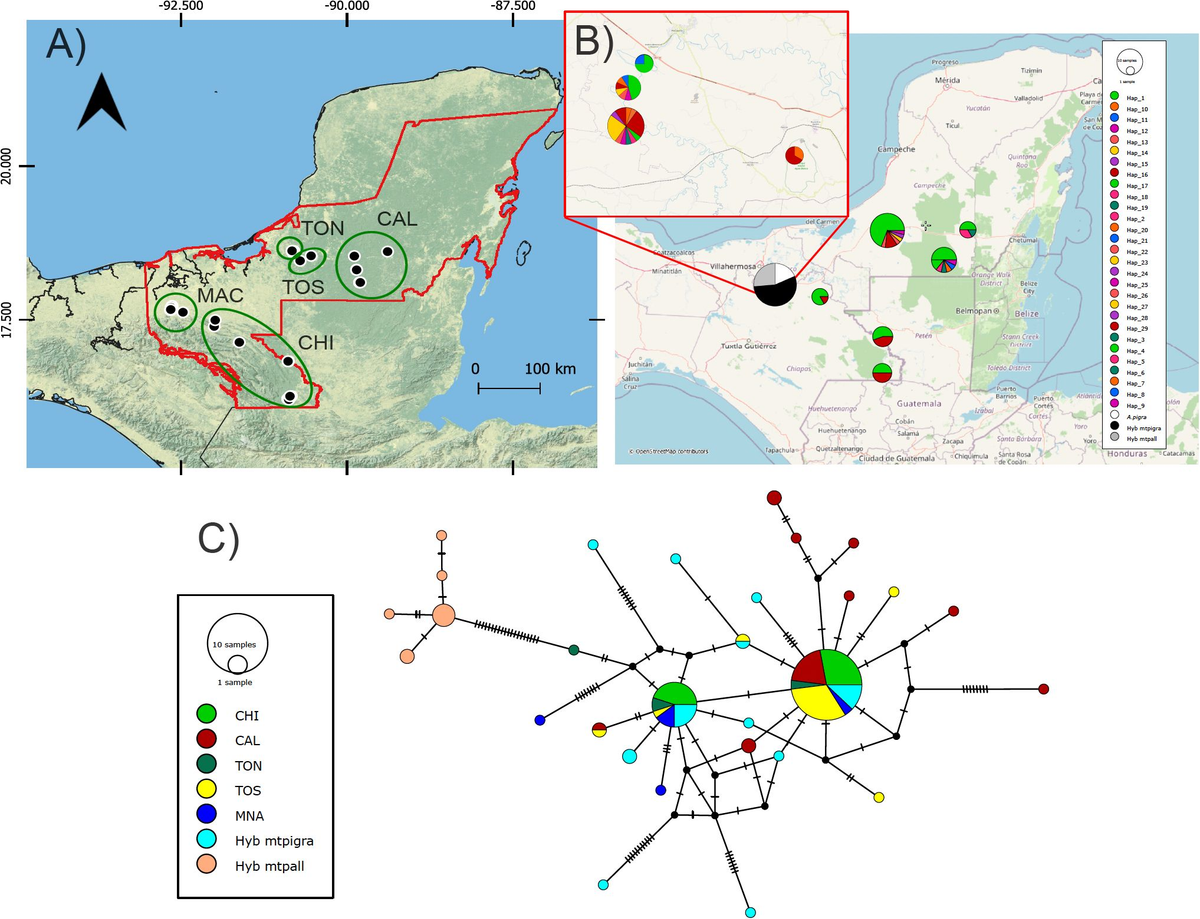 Frontiers | Population genetics and evolutionary history of the black ...