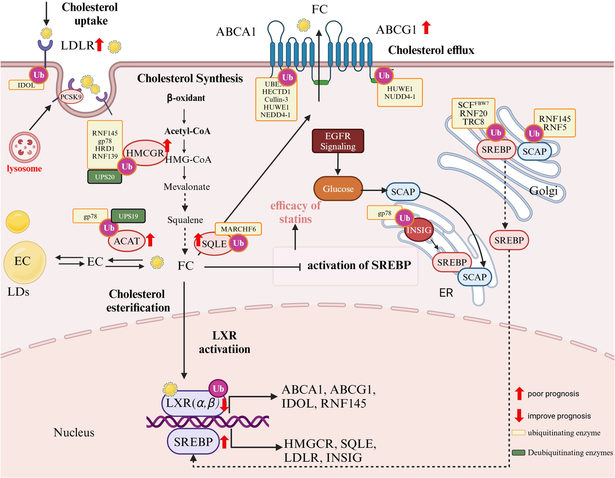 Frontiers | Ubiquitination in lipid metabolism reprogramming ...