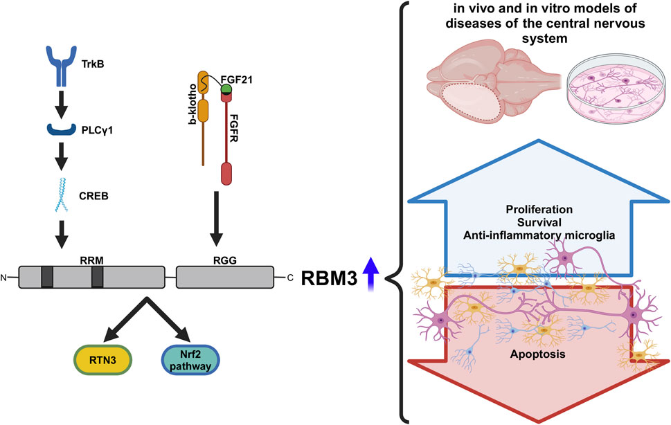 Frontiers | Therapeutic modulation of protein RBM3 for ischemic stroke ...