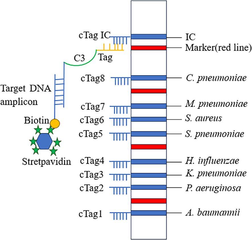 Frontiers | Methodology and application of multiplex PCR-dipstick DNA chromatography for the ...