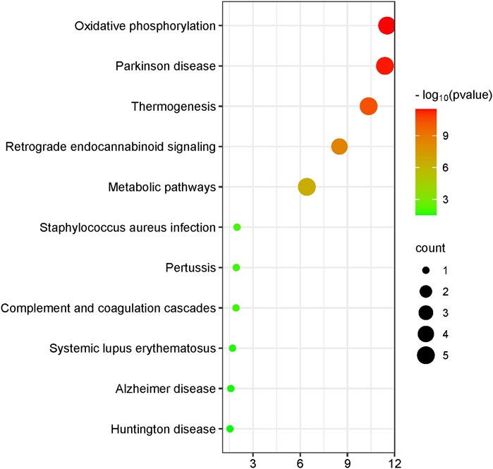Frontiers | Exploring biomarkers for noise-induced hearing loss through mitochondrial DNA ...