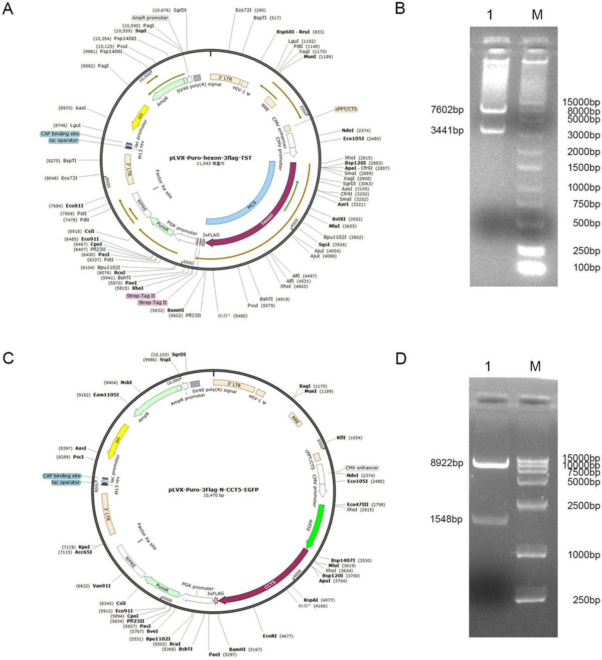 Frontiers | Unveiling the role of hexon-associated host proteins in ...