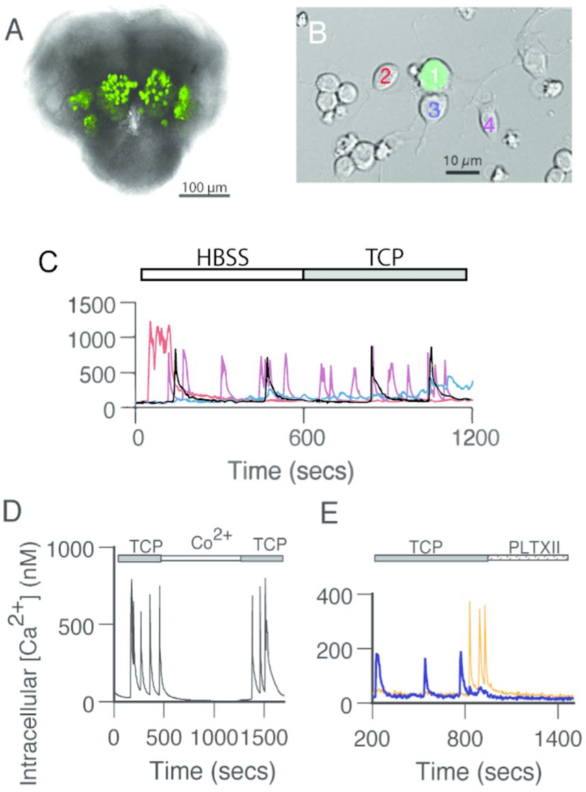 Frontiers | The innexin 7 gap junction protein contributes to ...