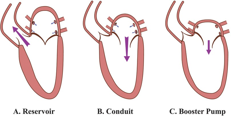 Frontiers | The power of the left atrioventricular coupling index in ...
