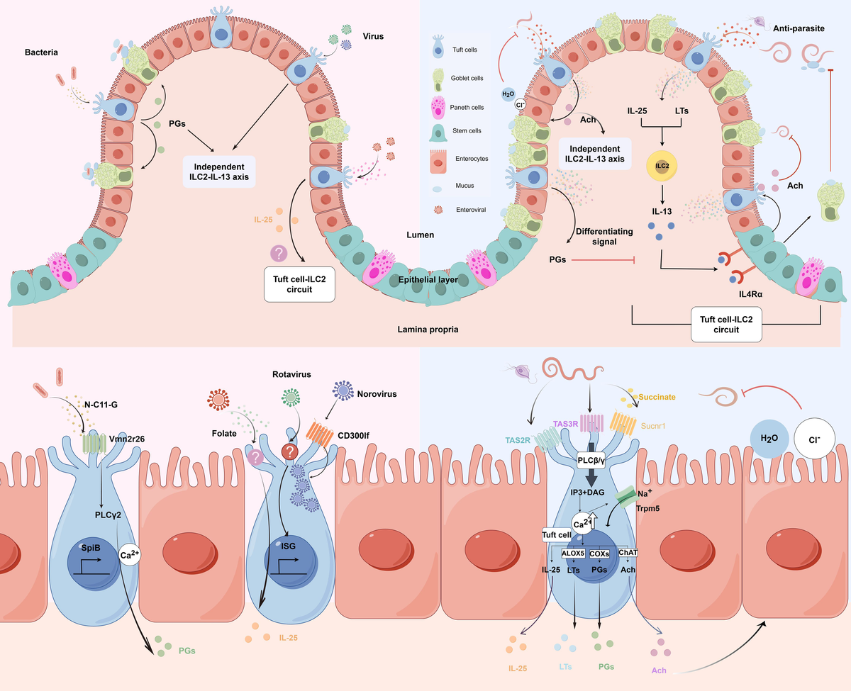 Frontiers | Regulation of the tuft cell-ILC2 circuit in intestinal ...