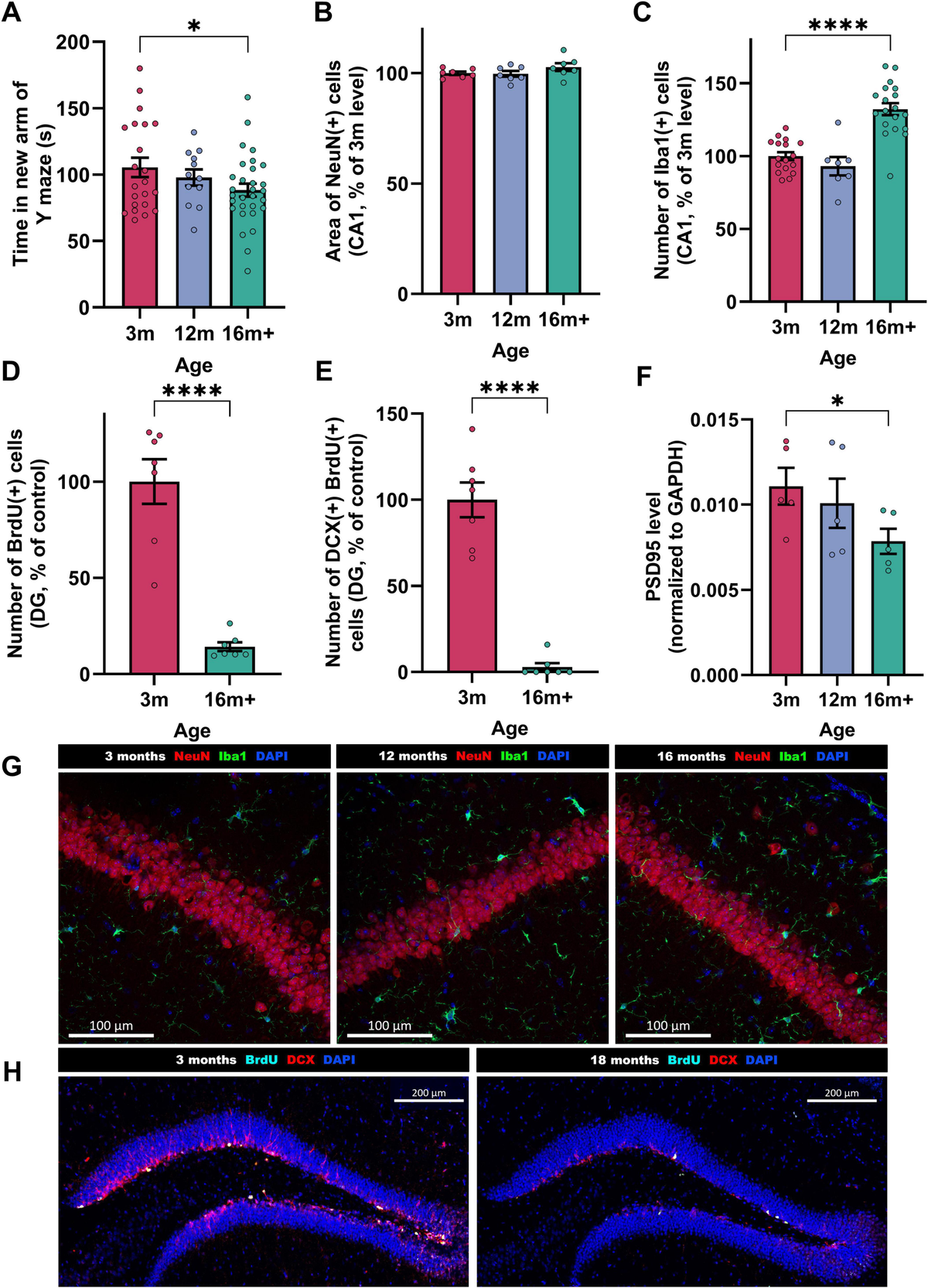 Frontiers | Amyloid-beta peptide toxicity in the aged brain is a one ...
