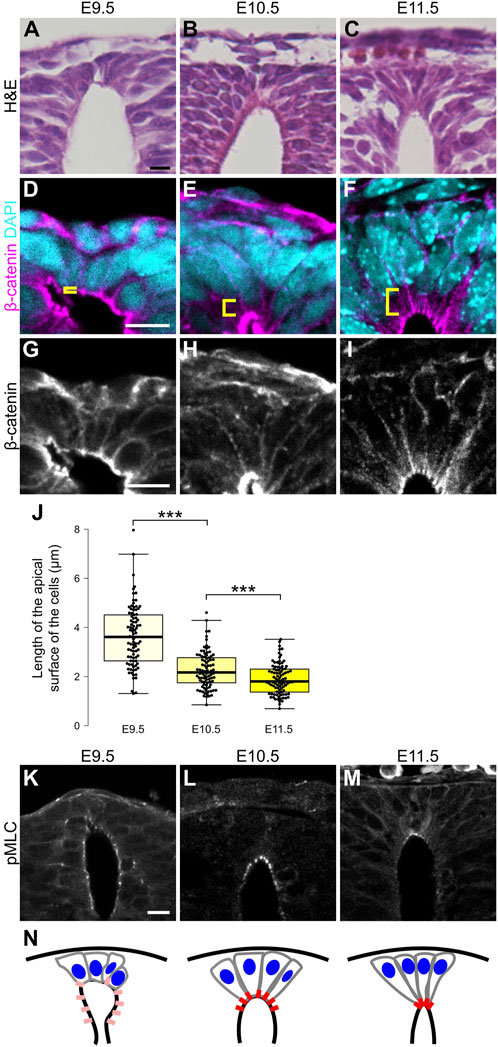 Frontiers | Wnt-dependent mechanism of the apical constriction of roof ...