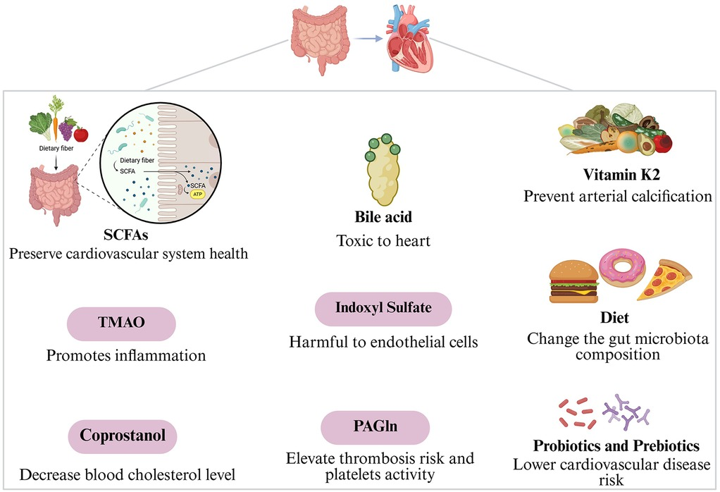 Frontiers | The gut-heart axis: unveiling the roles of gut microbiota ...