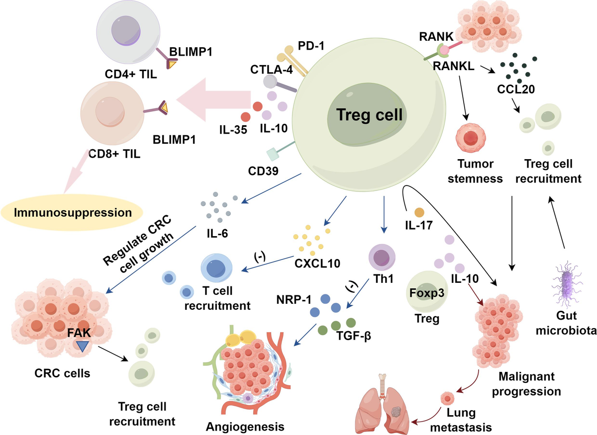 Frontiers | The role of Treg cells in colorectal cancer and the ...