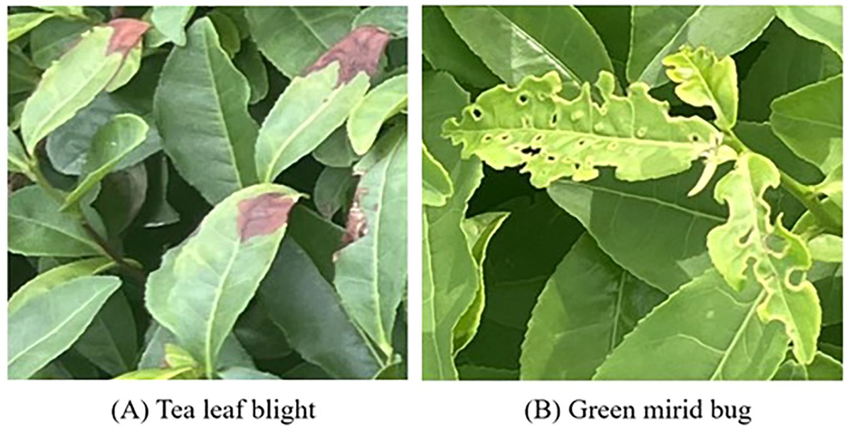 Frontiers | WMC-RTDETR: a lightweight tea disease detection model