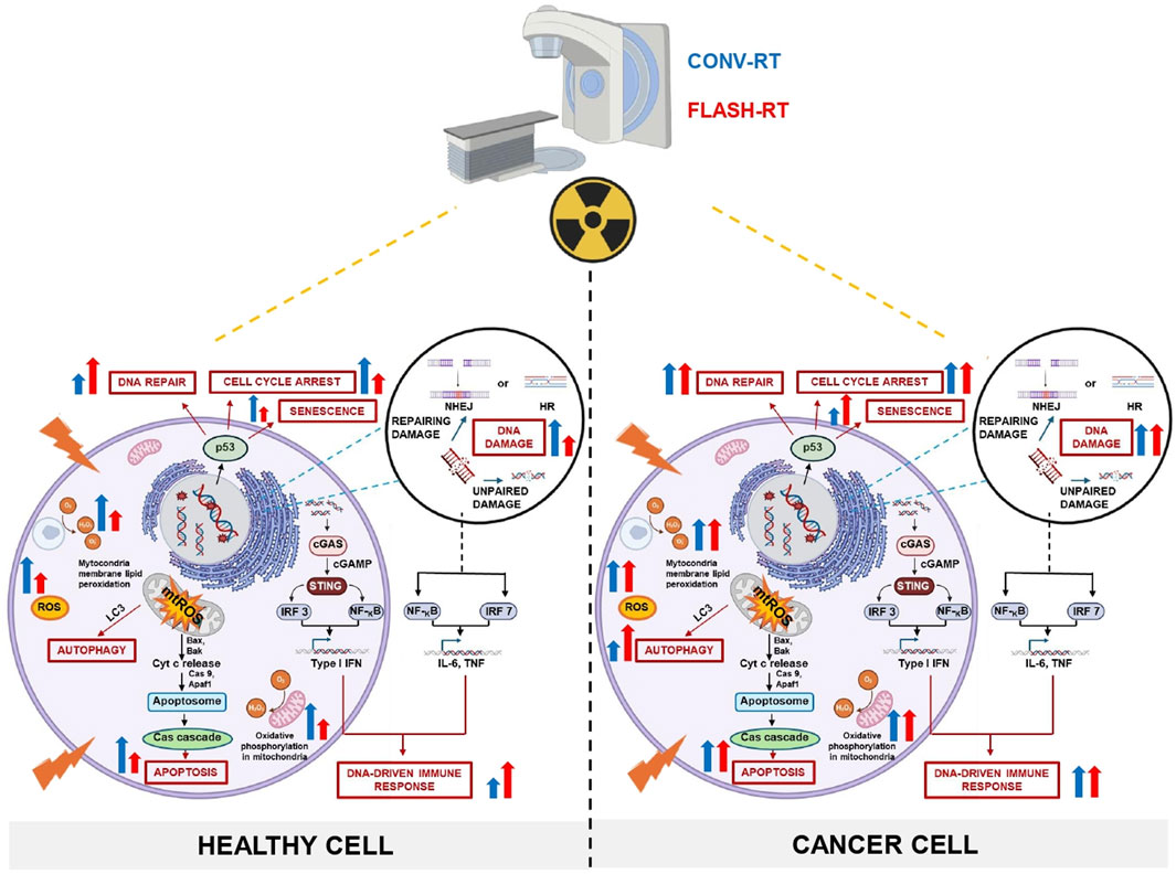 Frontiers | Mechanisms of the FLASH effect: current insights and advances