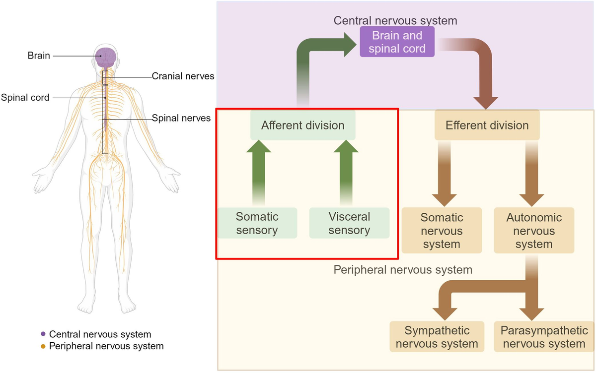 Frontiers | From sensation to regulation: the diverse functions of ...